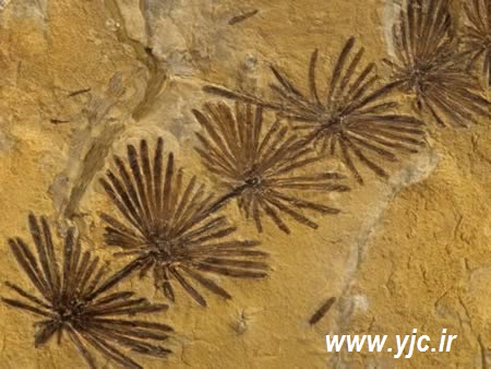 10 فسیل عجیب دنیا +عکس